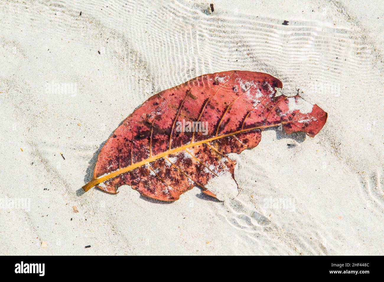 beautiful background of leaves in the water at the sandy beach Stock ...