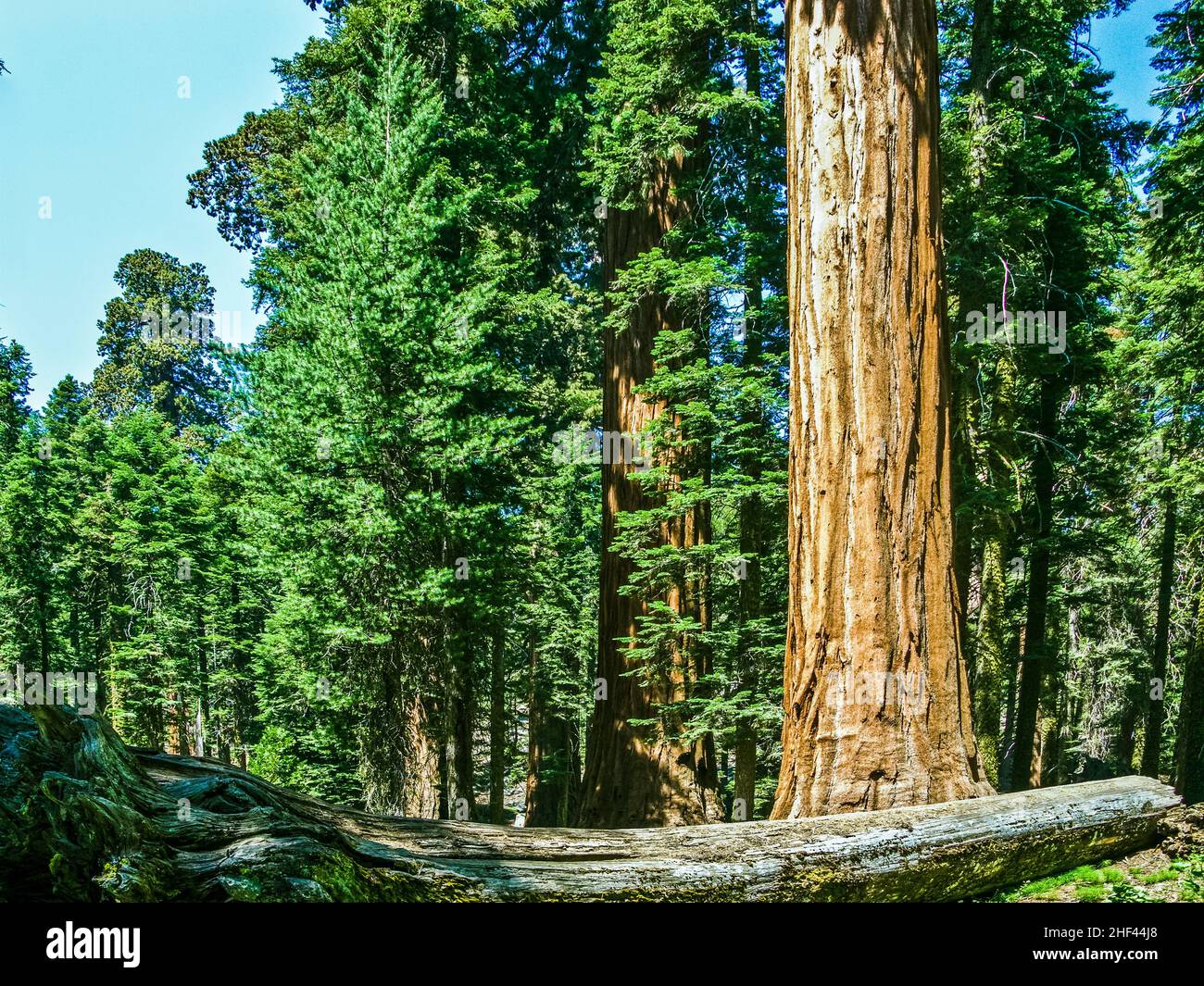 tall and big sequoias in beautiful sequoia national park Stock Photo ...