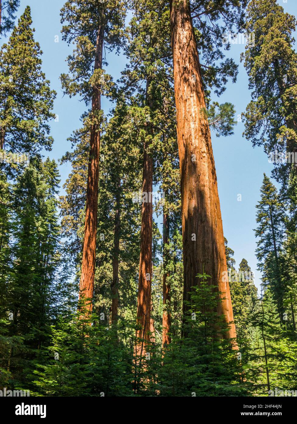 tall and big sequoias in beautiful sequoia national park Stock Photo ...