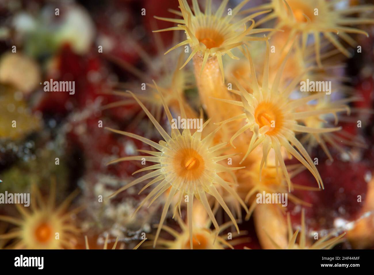Yellow Clustered Anemone Stock Photo - Alamy