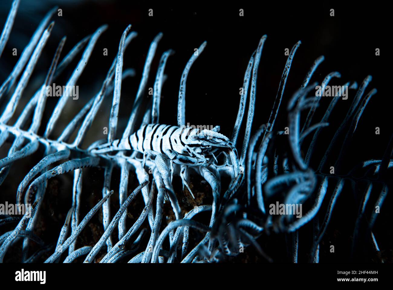 Crinoids Commensal Shrimp Laomenes amboinensis Stock Photo - Alamy