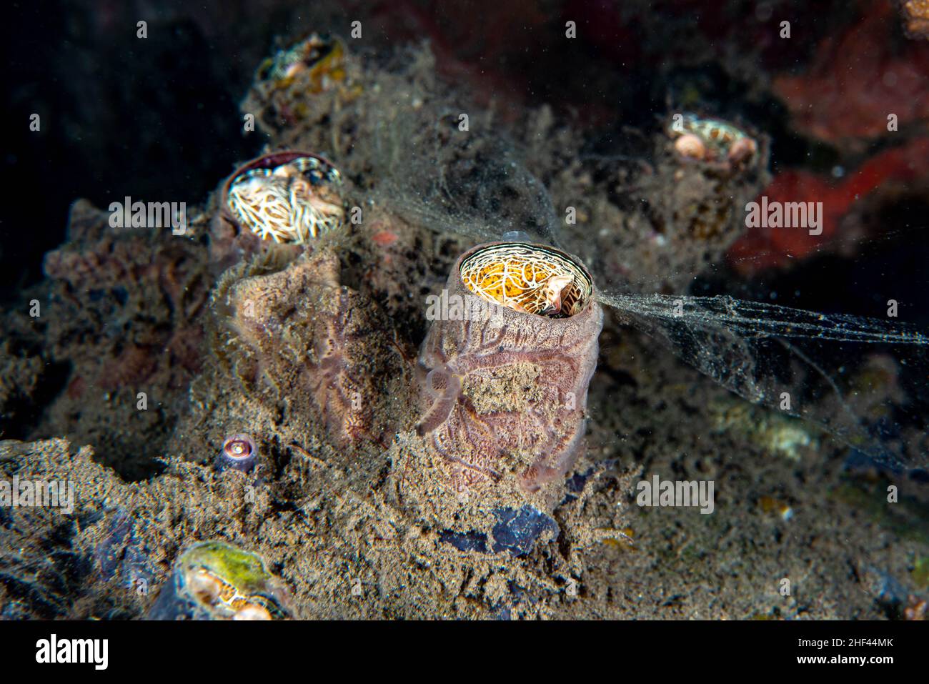 Worm Snails Family Vermetidae Genus Thylacodes Stock Photo - Alamy