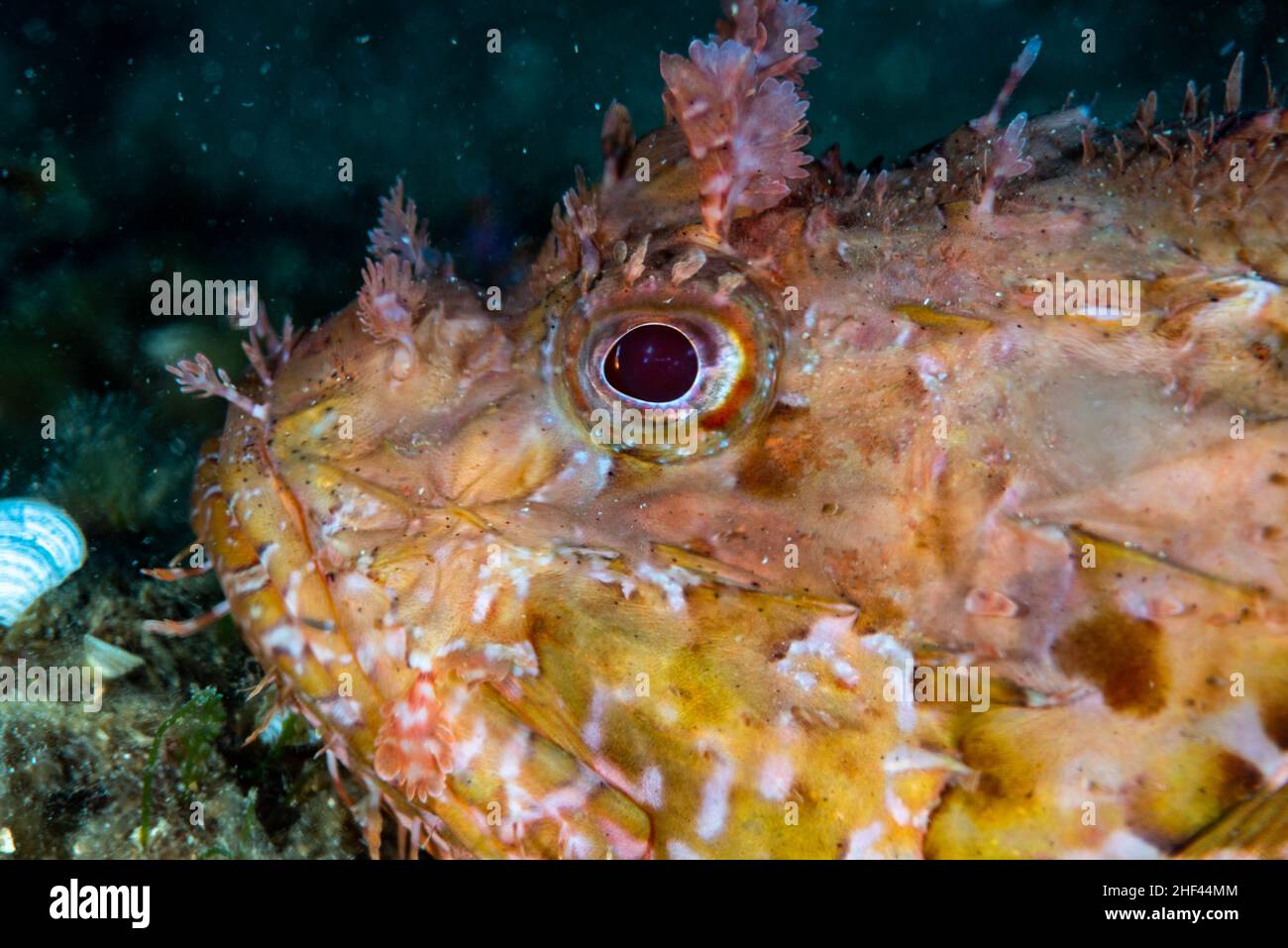 Mediterranean red scorpionfish hi-res stock photography and images - Alamy