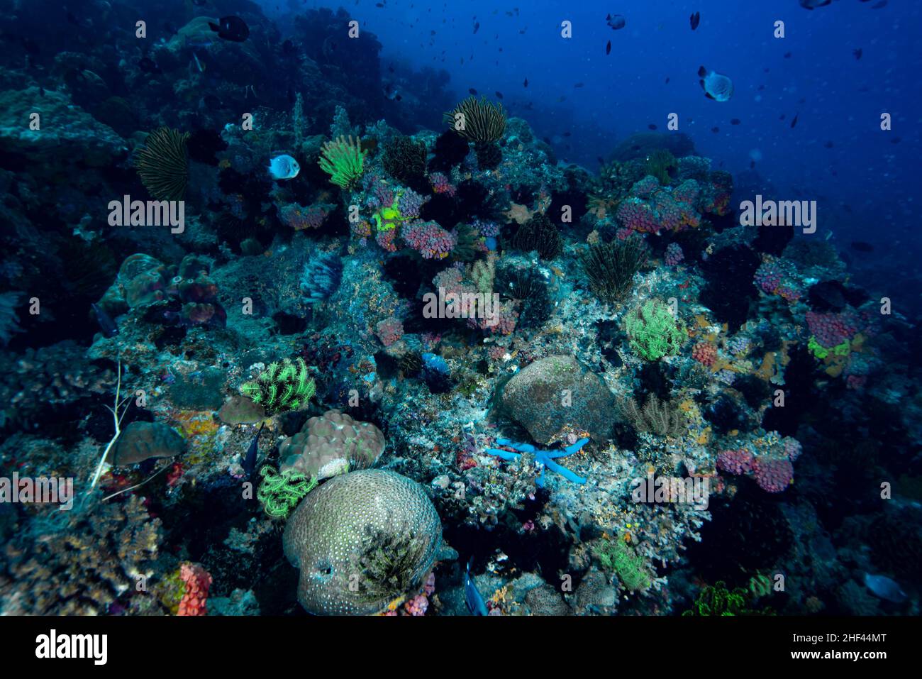 Tropical Coral Reefs Underwater Landscape Stock Photo - Alamy