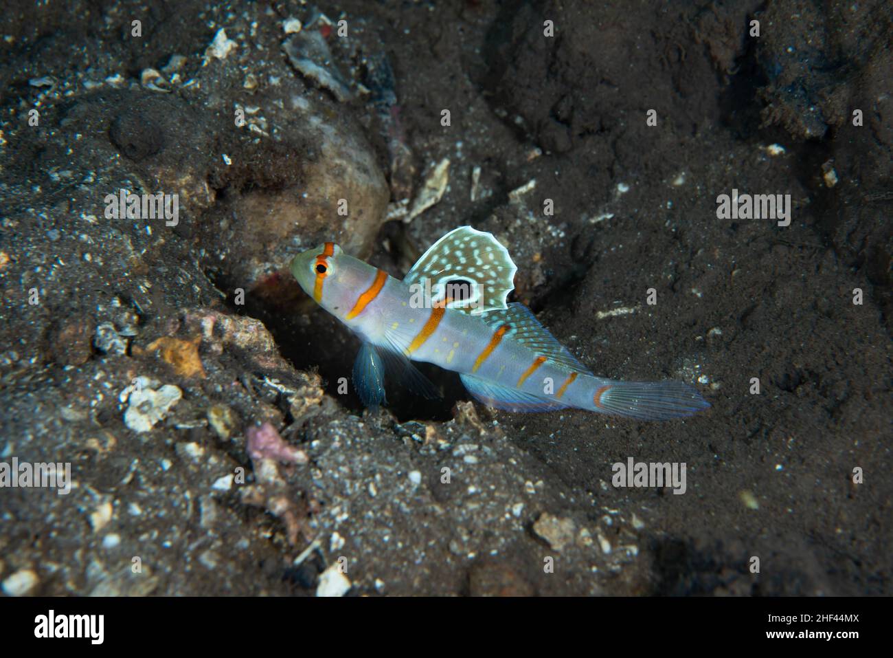 Gold-barred Shrimp Goby Amblyeleotris randalli Stock Photo - Alamy