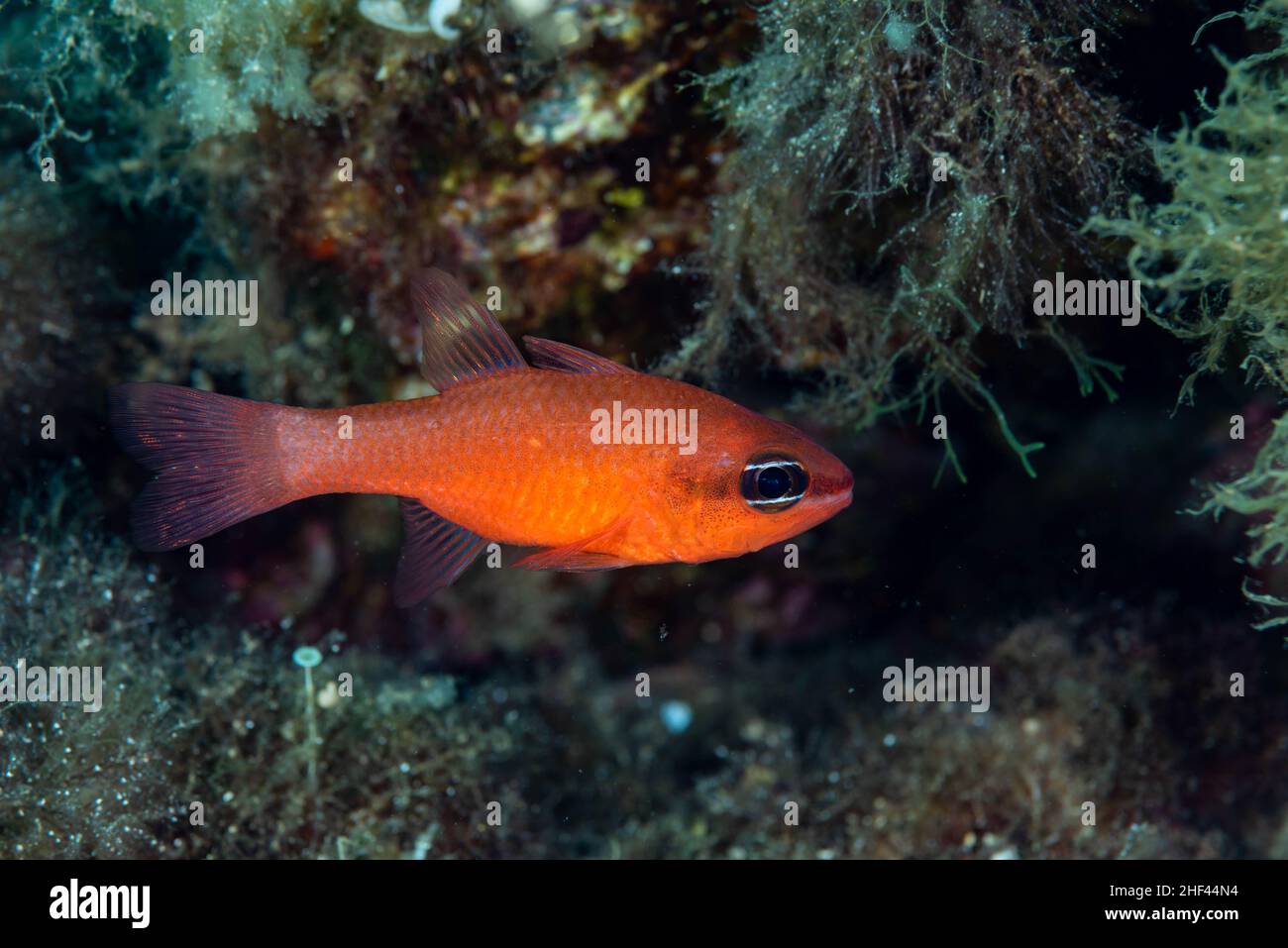 Mediterranean Cardinalfish Apogon imberbis Stock Photo - Alamy
