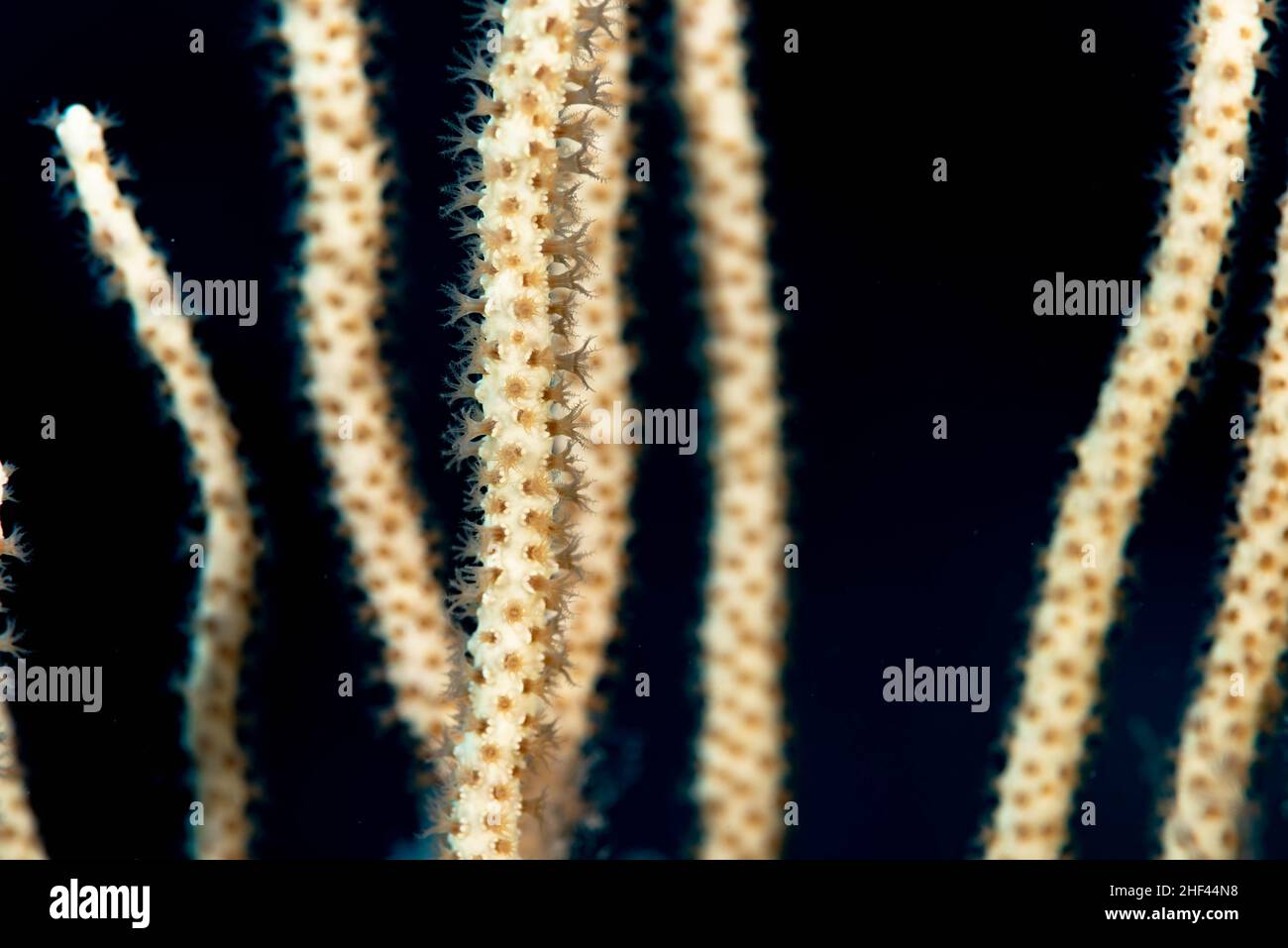 Cavolini hi-res stock photography and images - Alamy