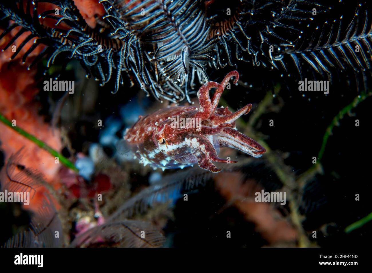 Needle cuttlefish sepia aculeata hi-res stock photography and images ...