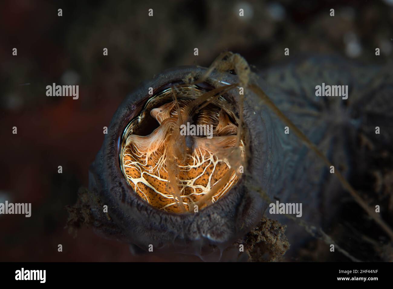 Worm Snails Family Vermetidae Genus Thylacodes Stock Photo - Alamy