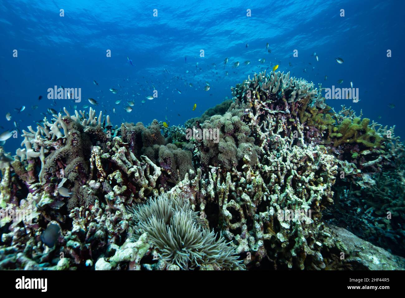 Tropical Coral Reefs Underwater Landscape Stock Photo - Alamy