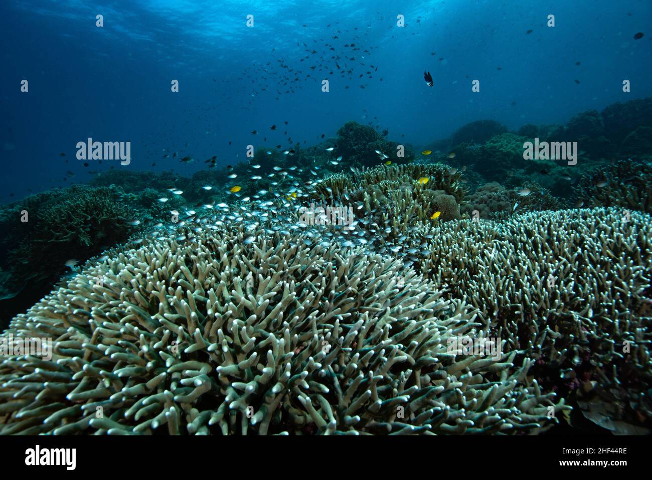 Tropical Coral Reefs Underwater Landscape Stock Photo - Alamy