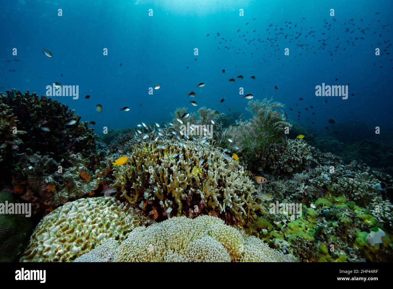 Tropical Coral Reefs Underwater Landscape Stock Photo - Alamy