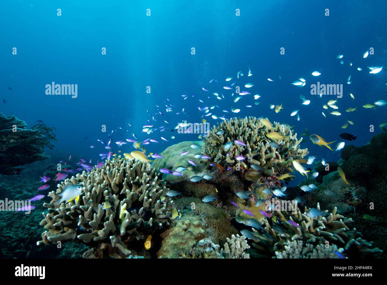 Tropical Coral Reefs Underwater Landscape Stock Photo - Alamy