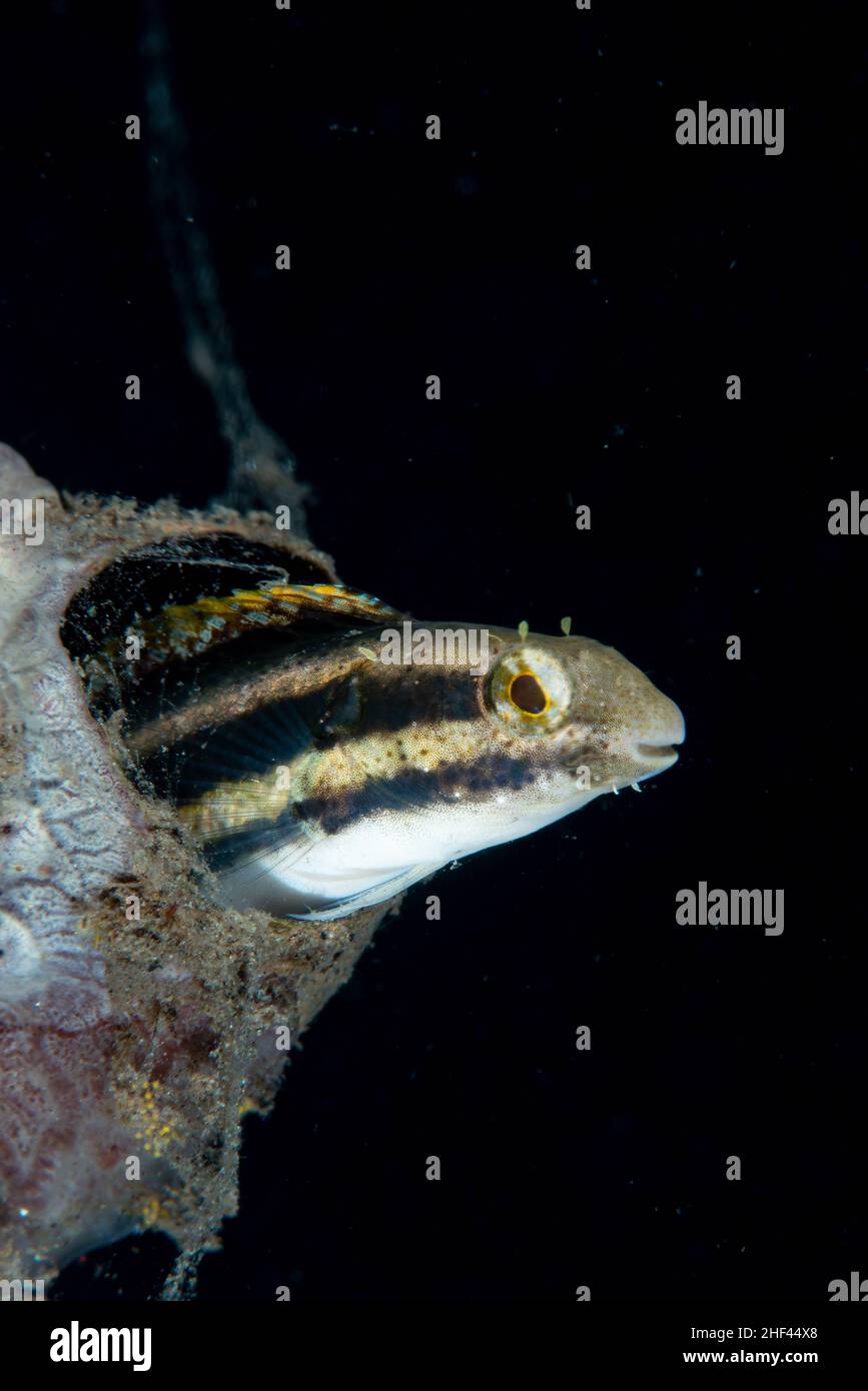 Sabretooth blenny hi-res stock photography and images - Alamy