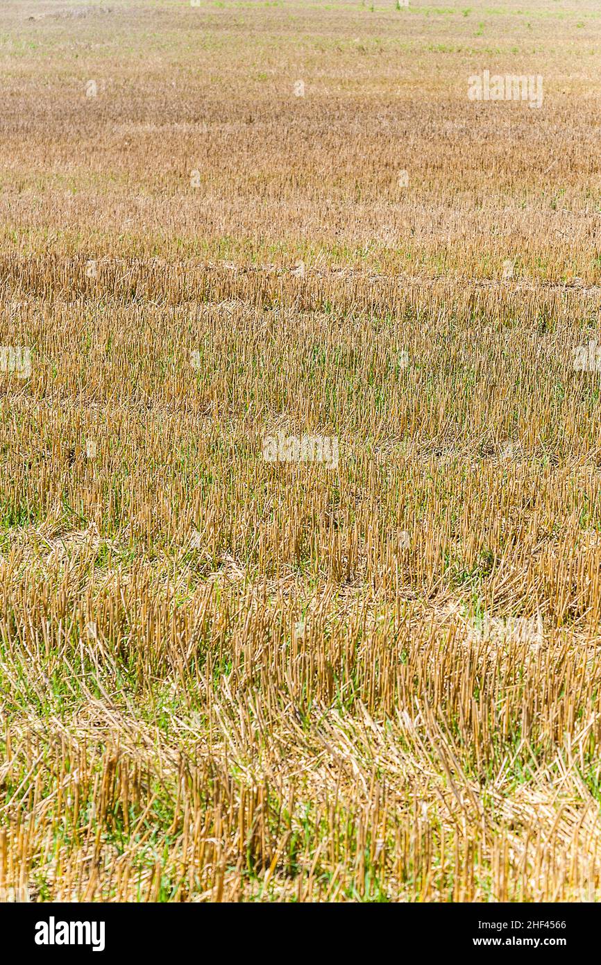 background of field after harvest in bright golden color Stock Photo ...