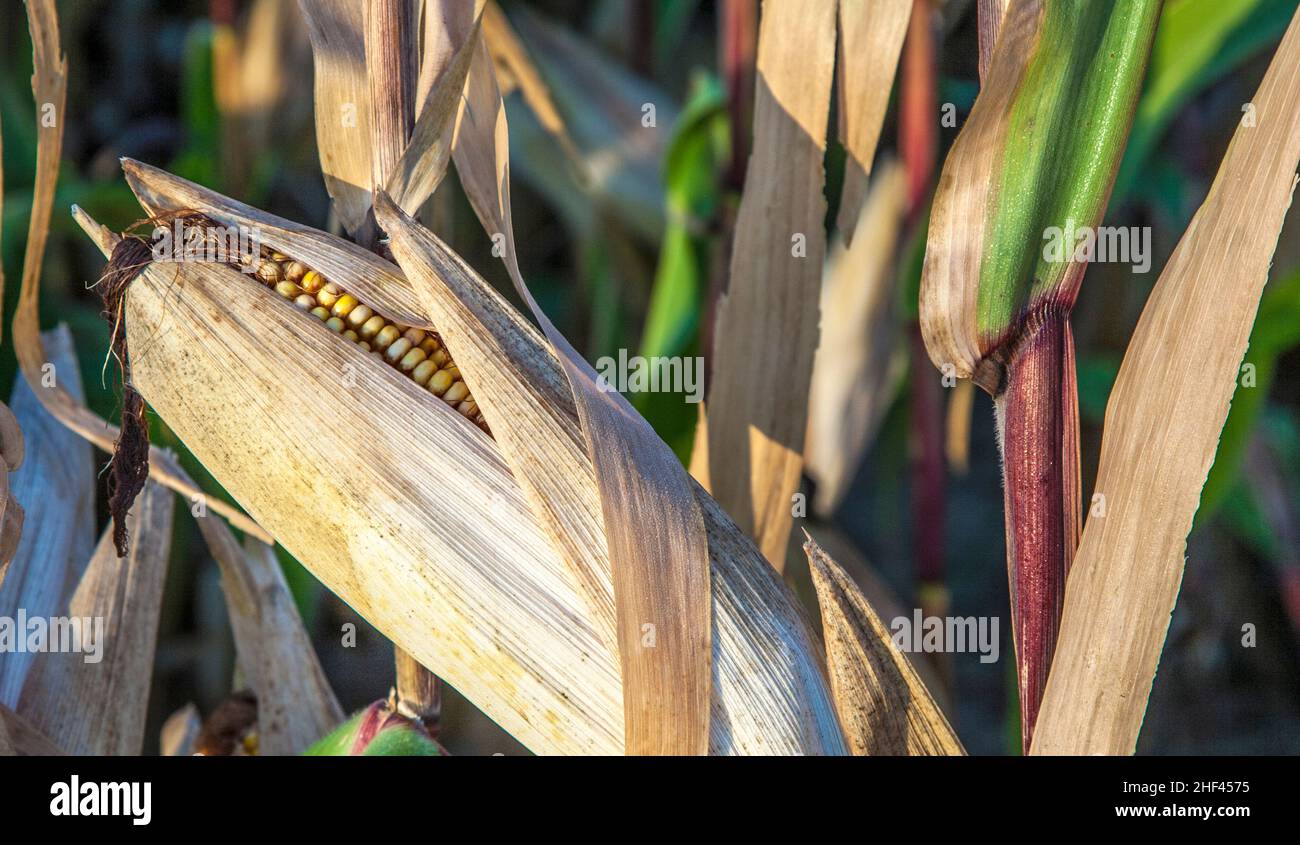 Indian corn field hi-res stock photography and images - Alamy