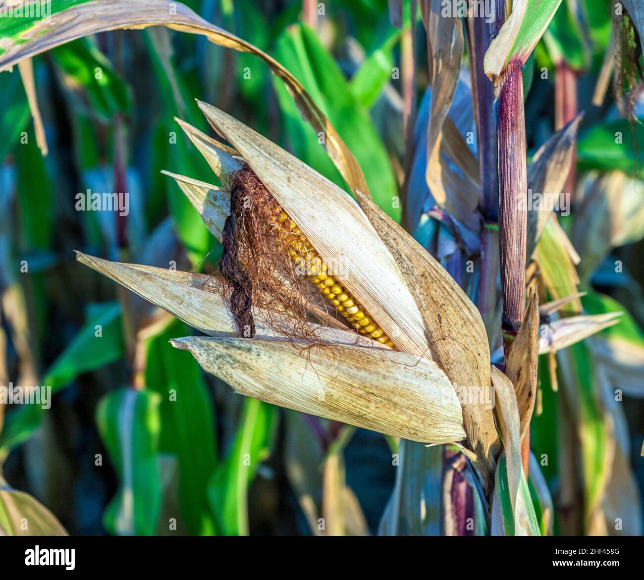 Indian corn field hi-res stock photography and images - Alamy