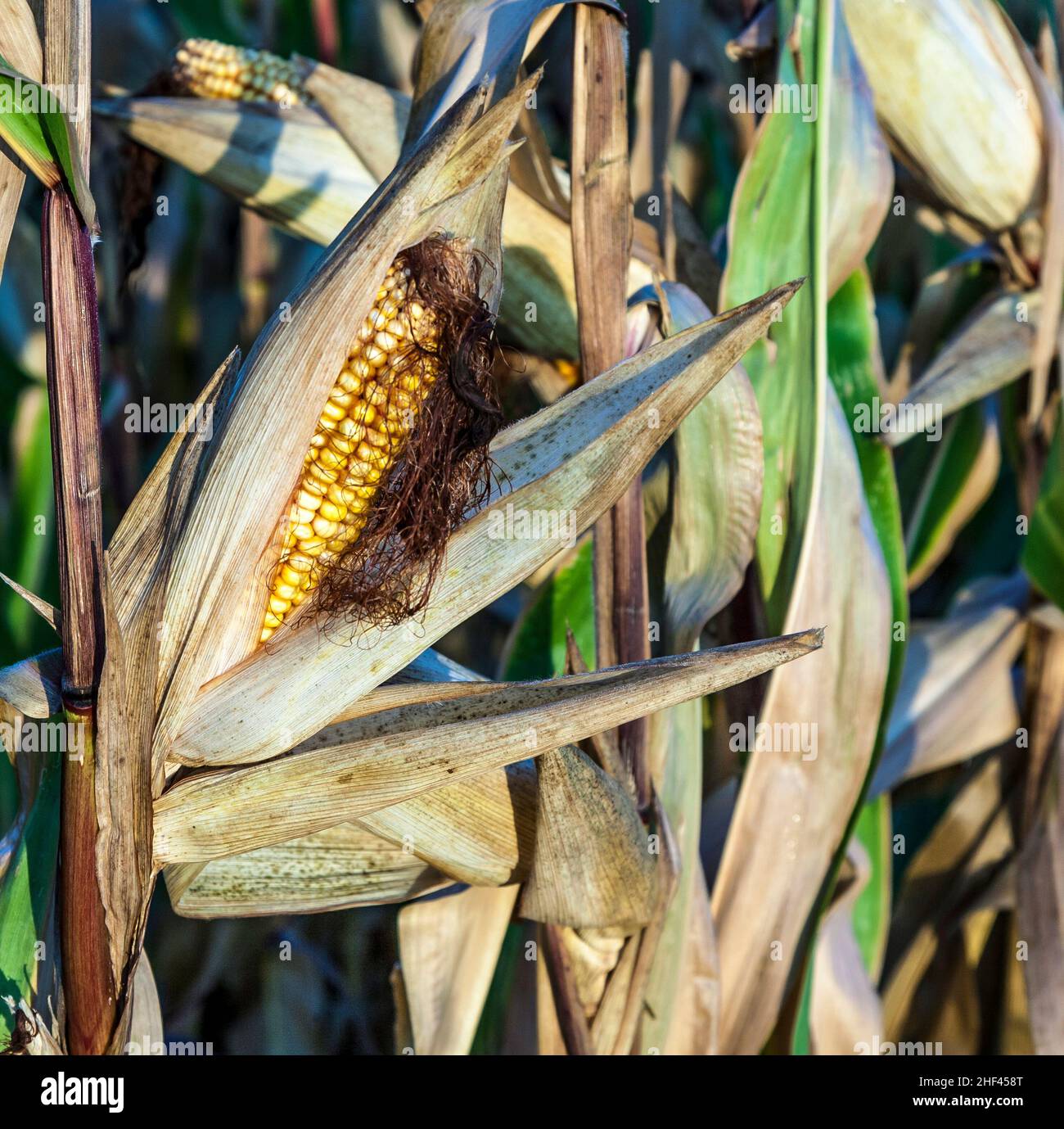 Indian corn field hi-res stock photography and images - Alamy