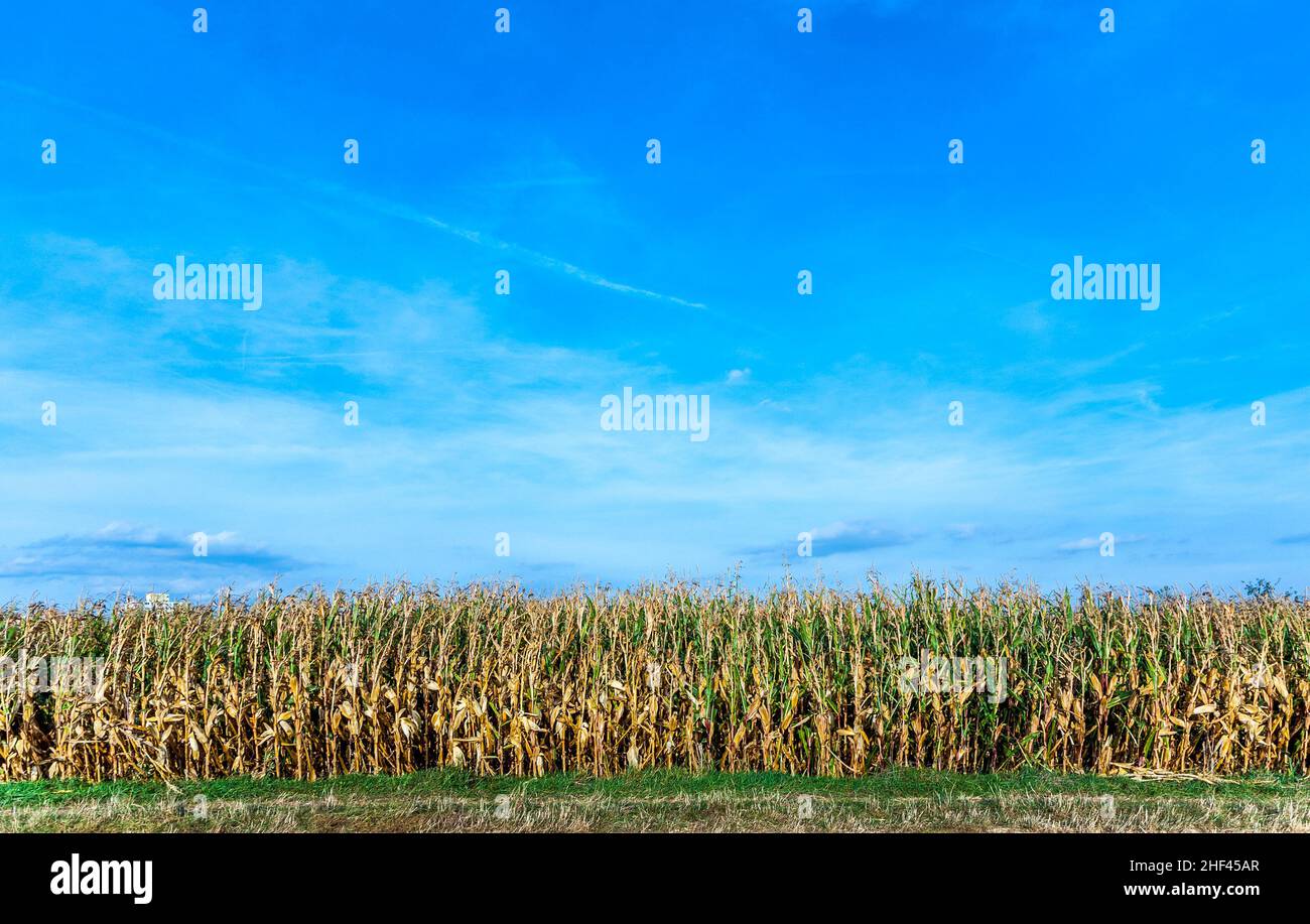 indian corn field in autumn with blue sky Stock Photo - Alamy
