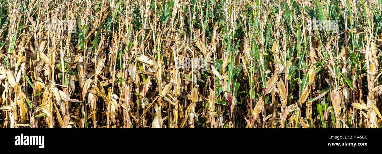 detail of indian corn field in autumn Stock Photo - Alamy