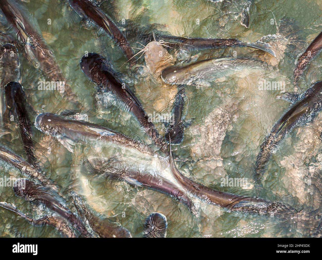 Fish of chao phraya river hi-res stock photography and images - Alamy