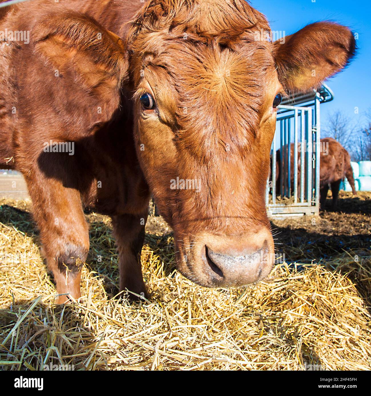 friendly cattle on straw with blue sky Stock Photo - Alamy