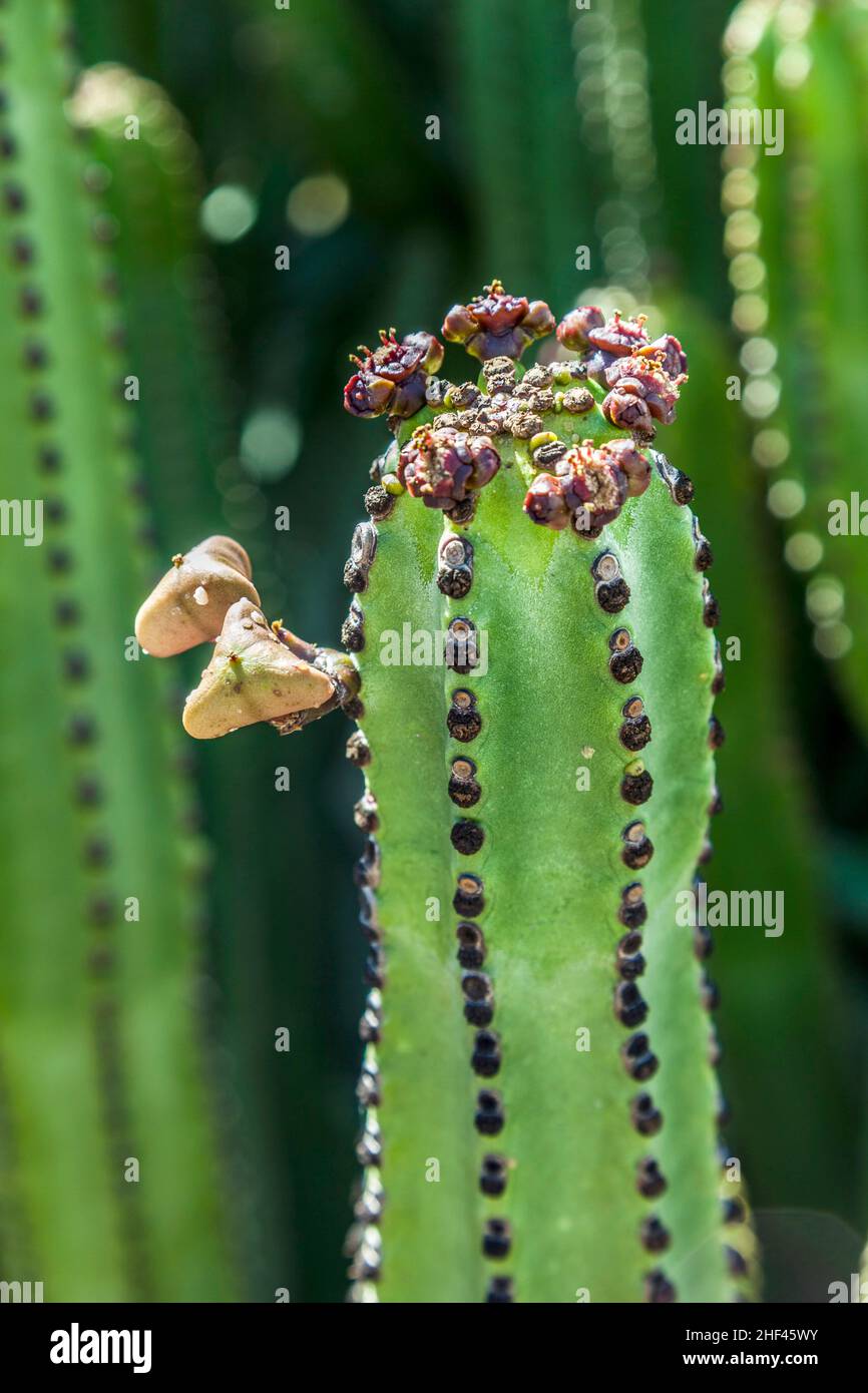 Detail close up cactus hi-res stock photography and images - Alamy