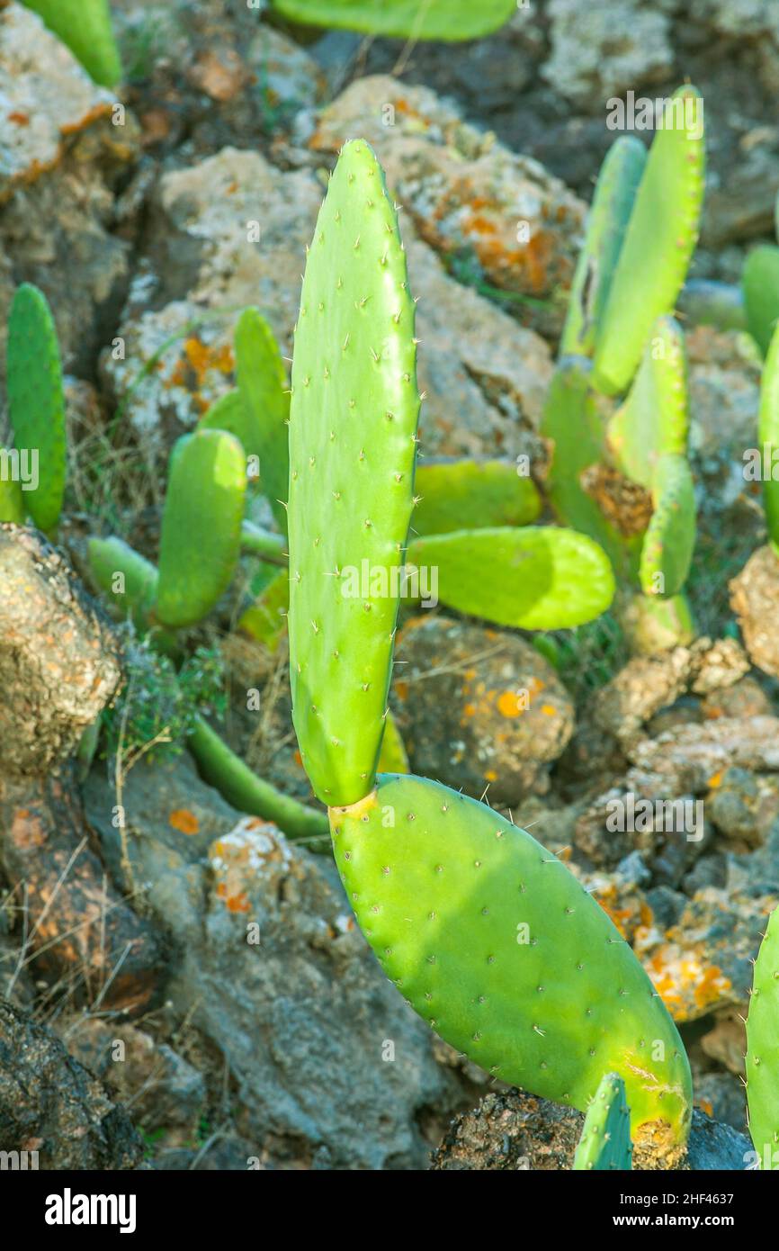 detail of large outdoor cactus Stock Photo - Alamy