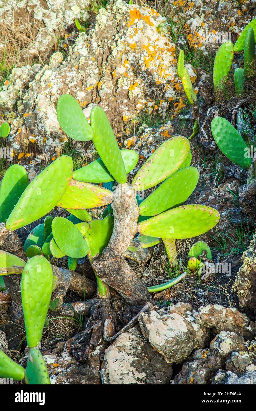 detail of large outdoor cactus Stock Photo - Alamy