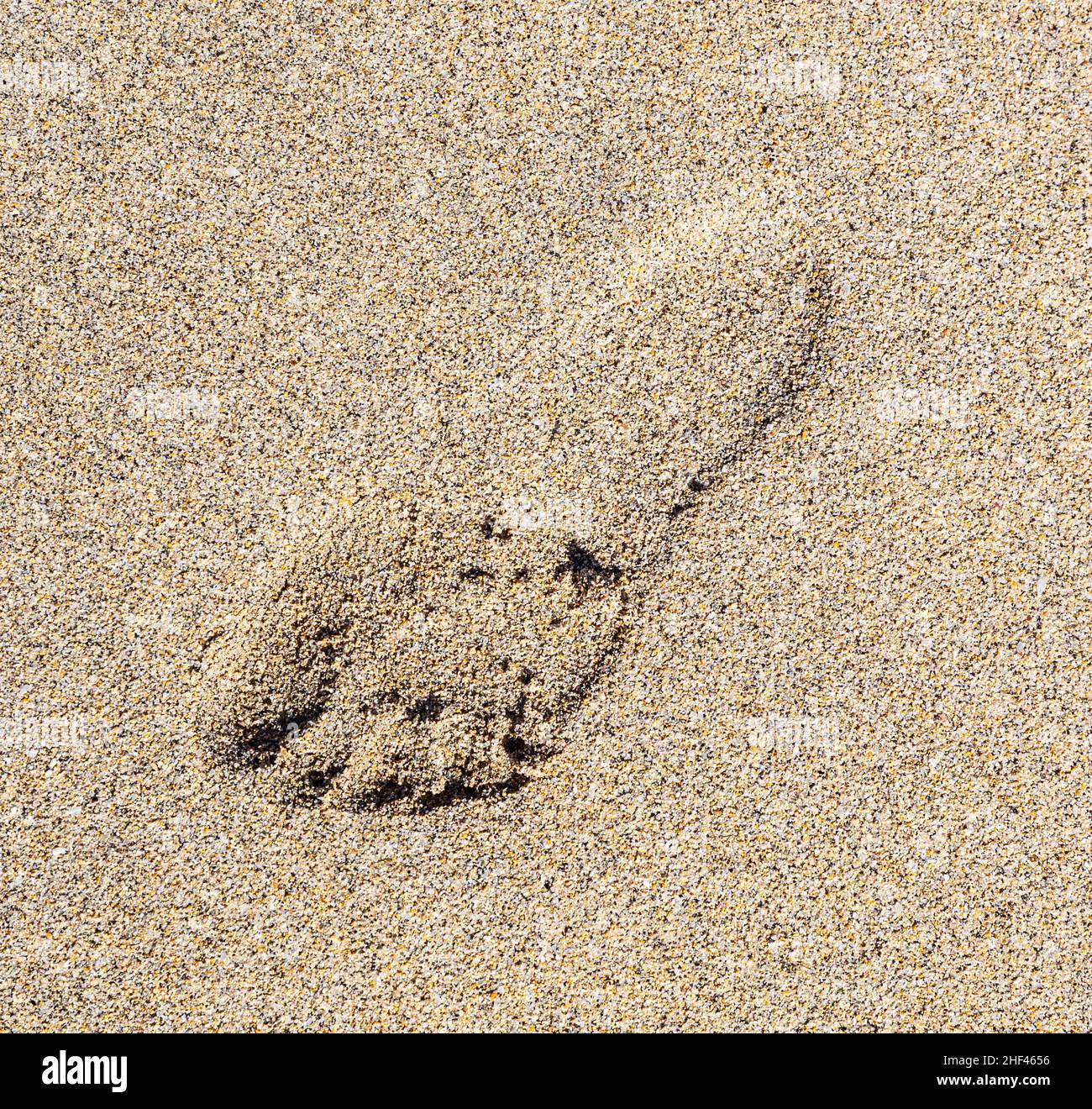 human footstep in the sand of the beach Stock Photo - Alamy