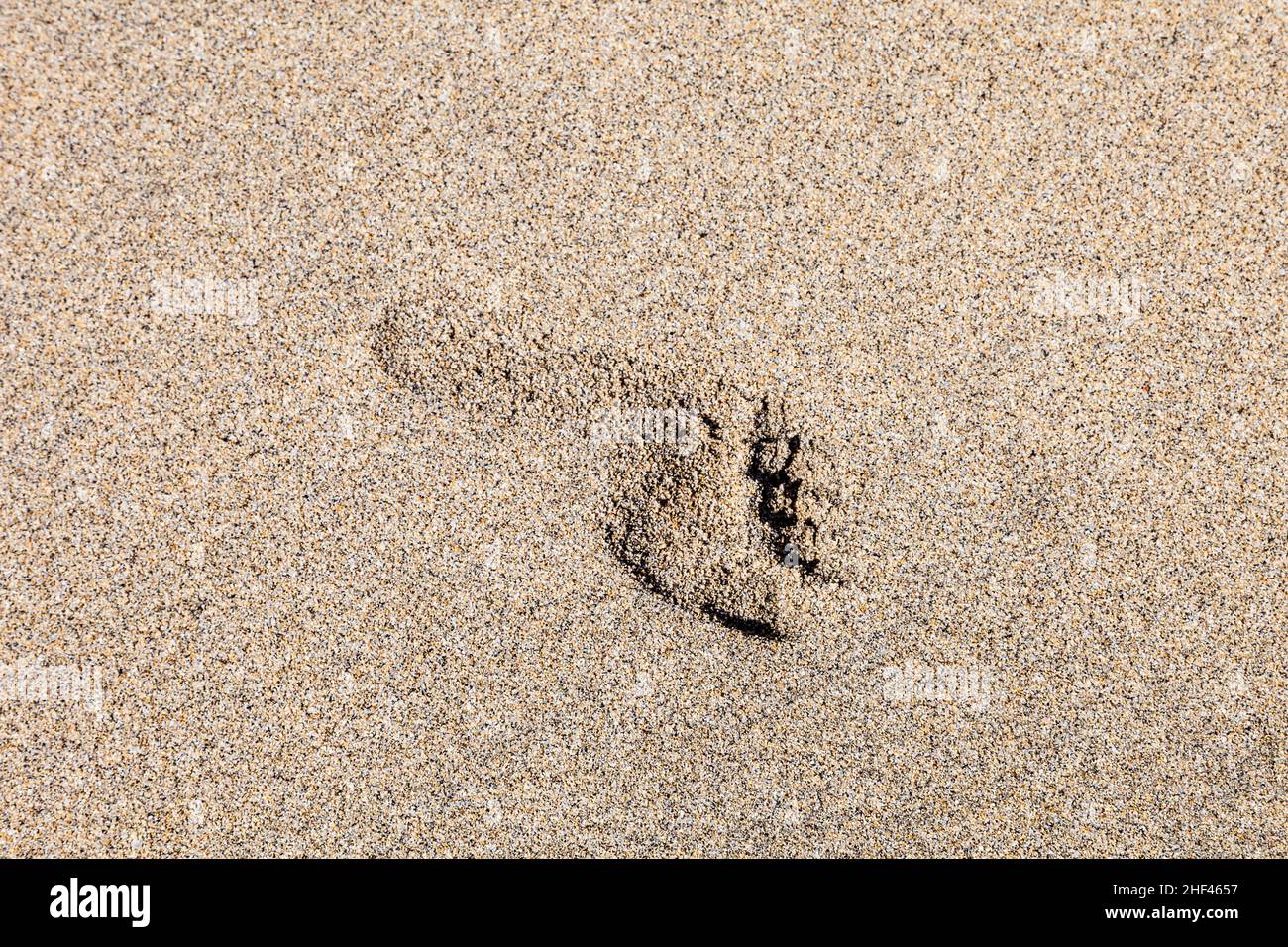 human footstep in the sand of the beach Stock Photo - Alamy