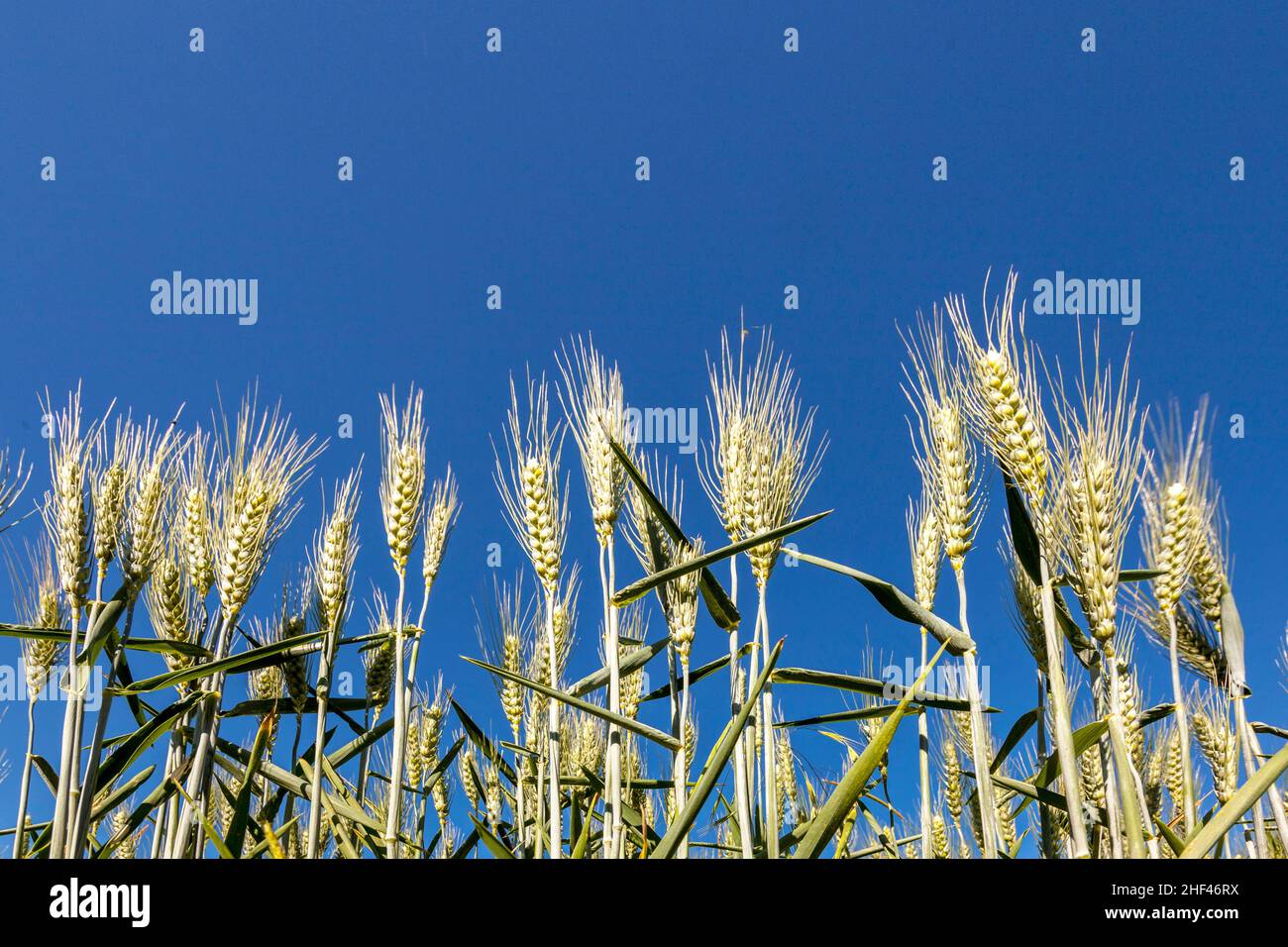 pattern of green corn field in harmonic structure Stock Photo - Alamy
