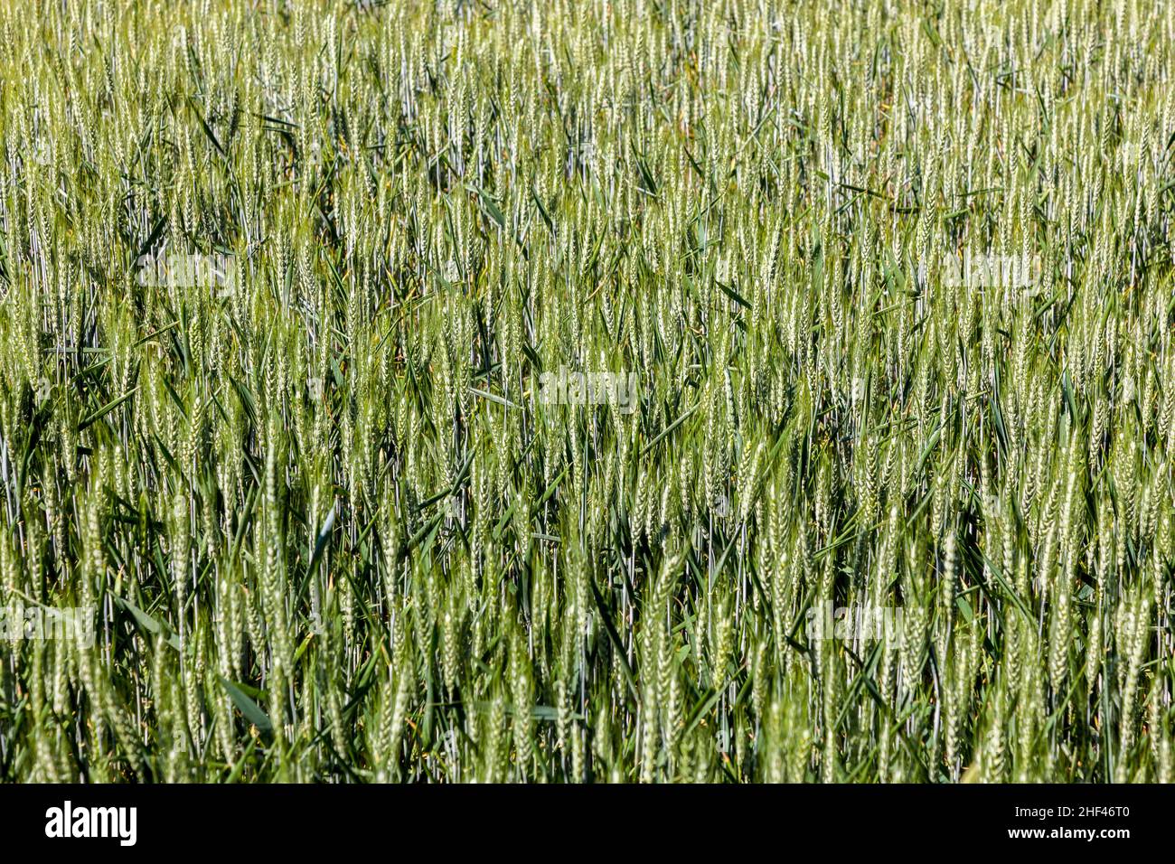 pattern of green corn field in harmonic structure Stock Photo - Alamy