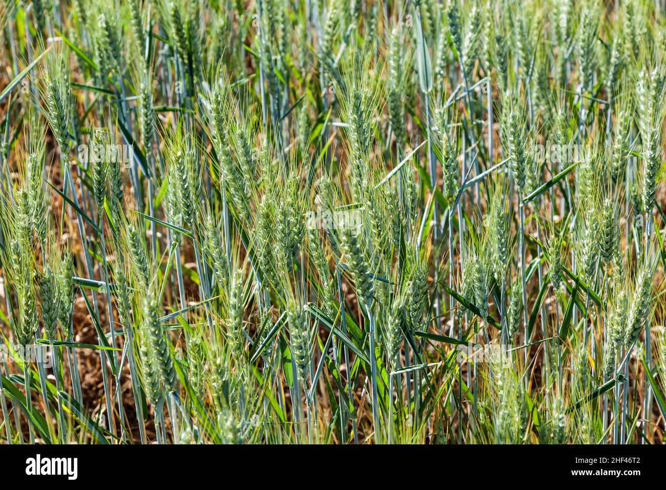 pattern of green corn field in harmonic structure Stock Photo - Alamy