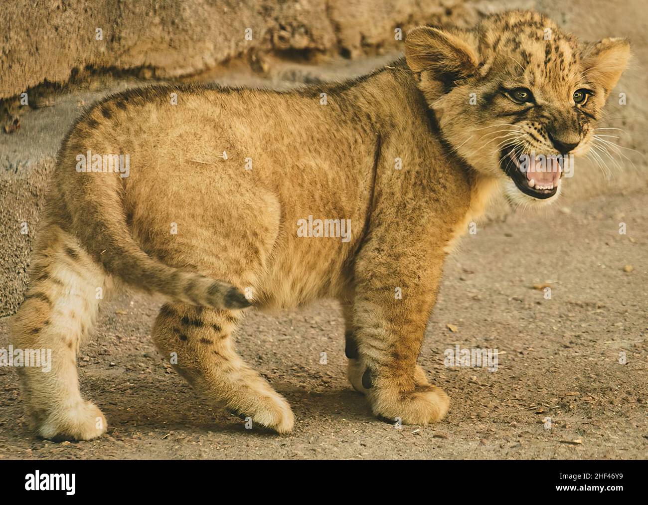 Lion cubs are standing and roaring hi-res stock photography and images ...
