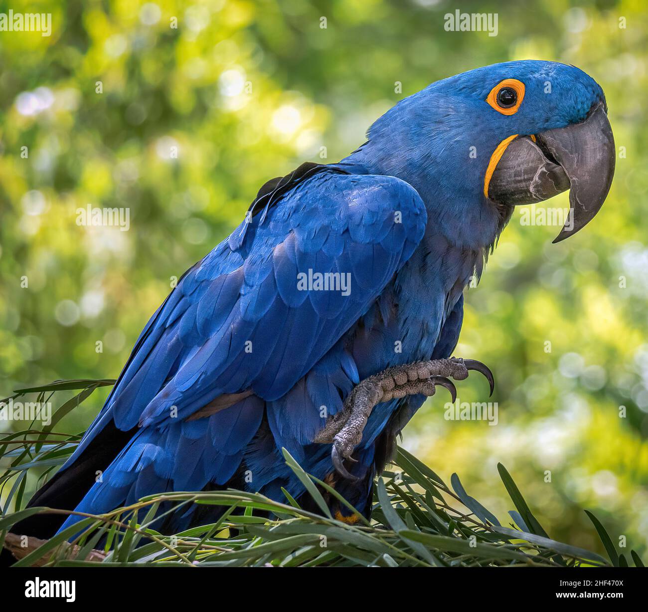 Wildlife talking hi-res stock photography and images - Alamy