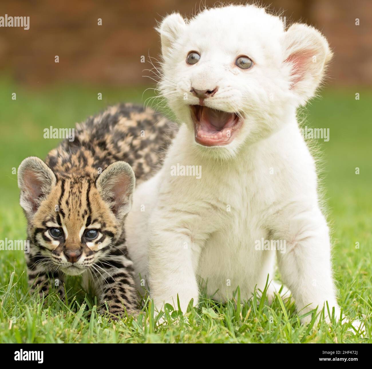 Lion sitting roaring hi-res stock photography and images - Alamy