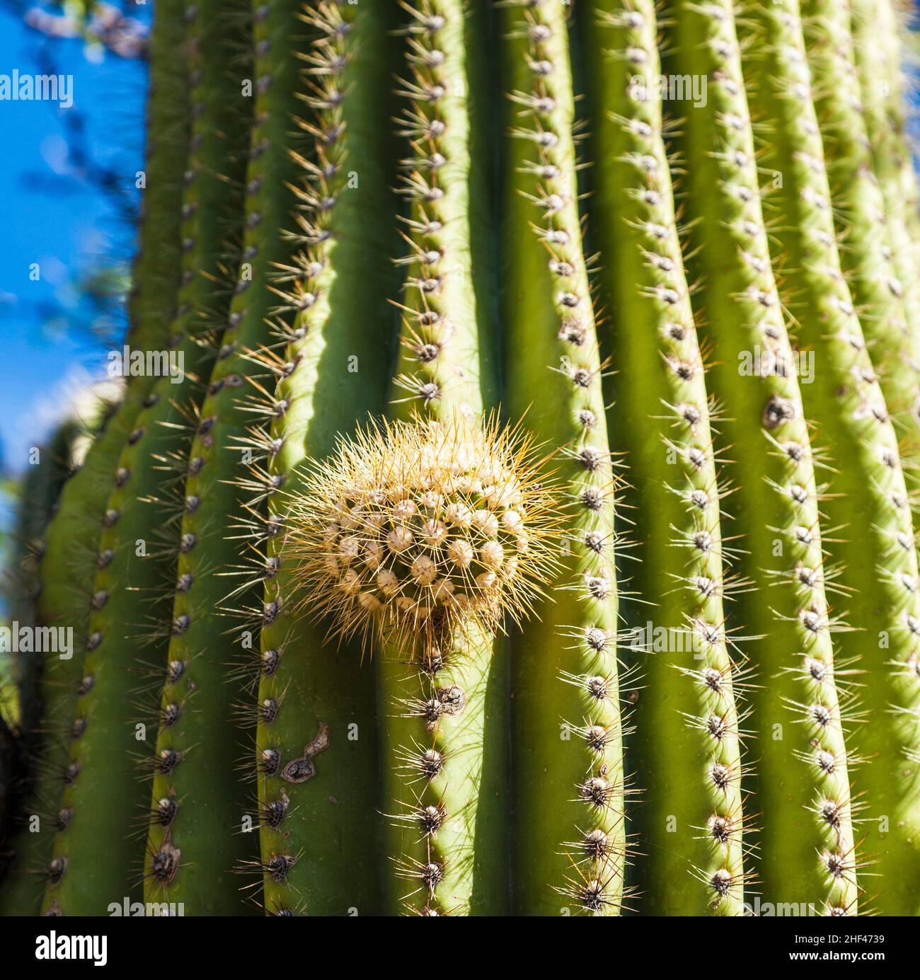 beautiful green cacti in landscape Stock Photo - Alamy