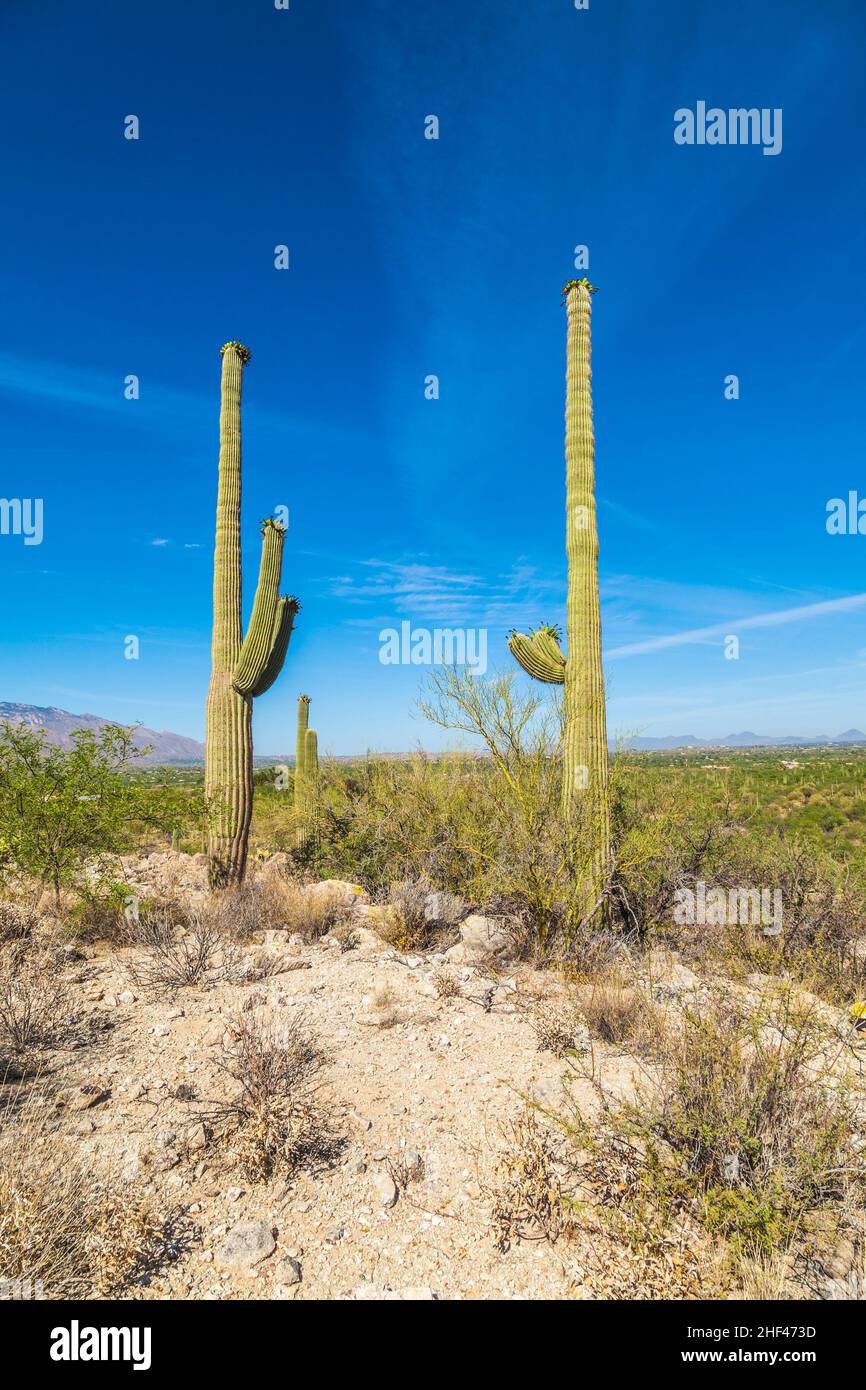 beautiful green cacti in landscape Stock Photo - Alamy