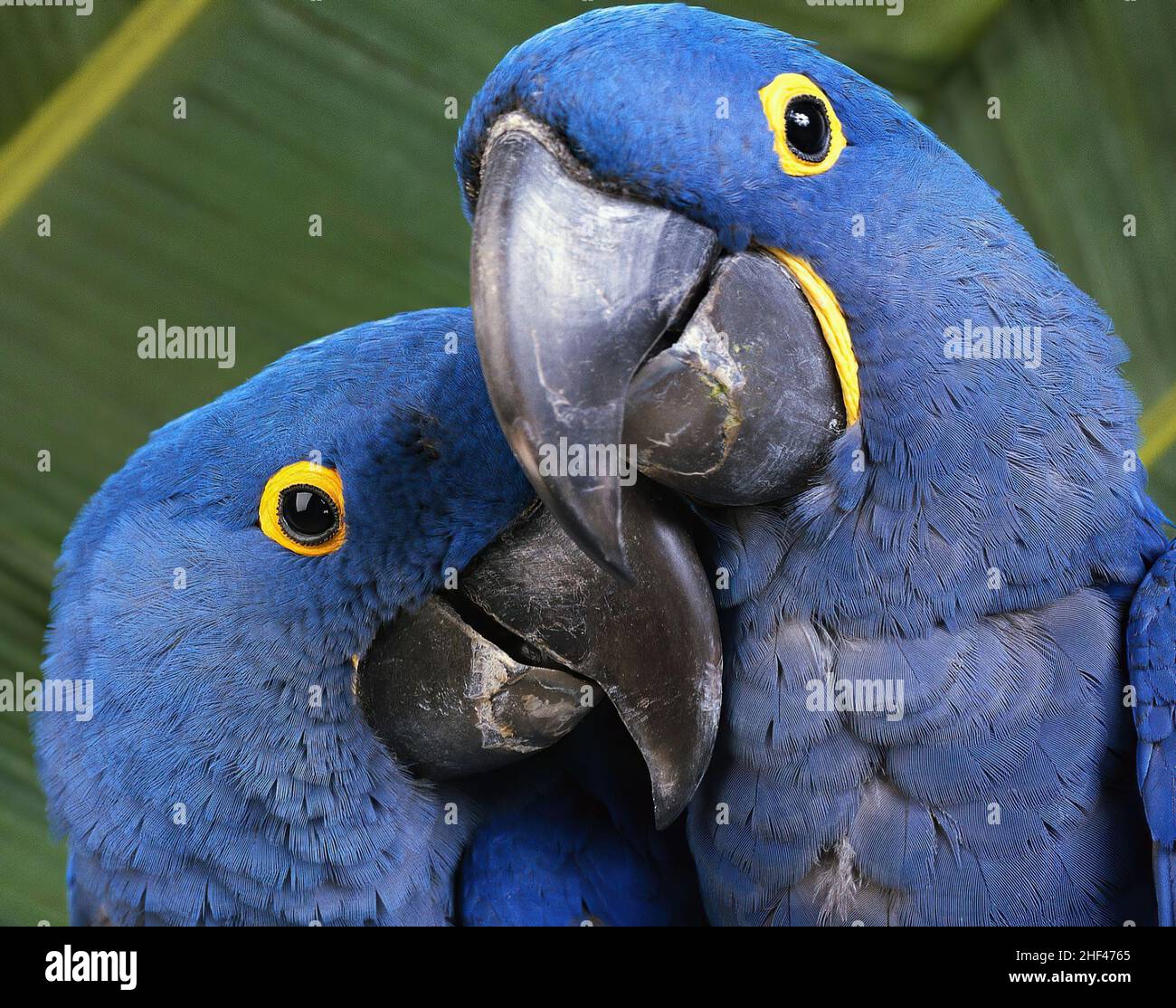 parrot male and female meeting Stock Photo - Alamy