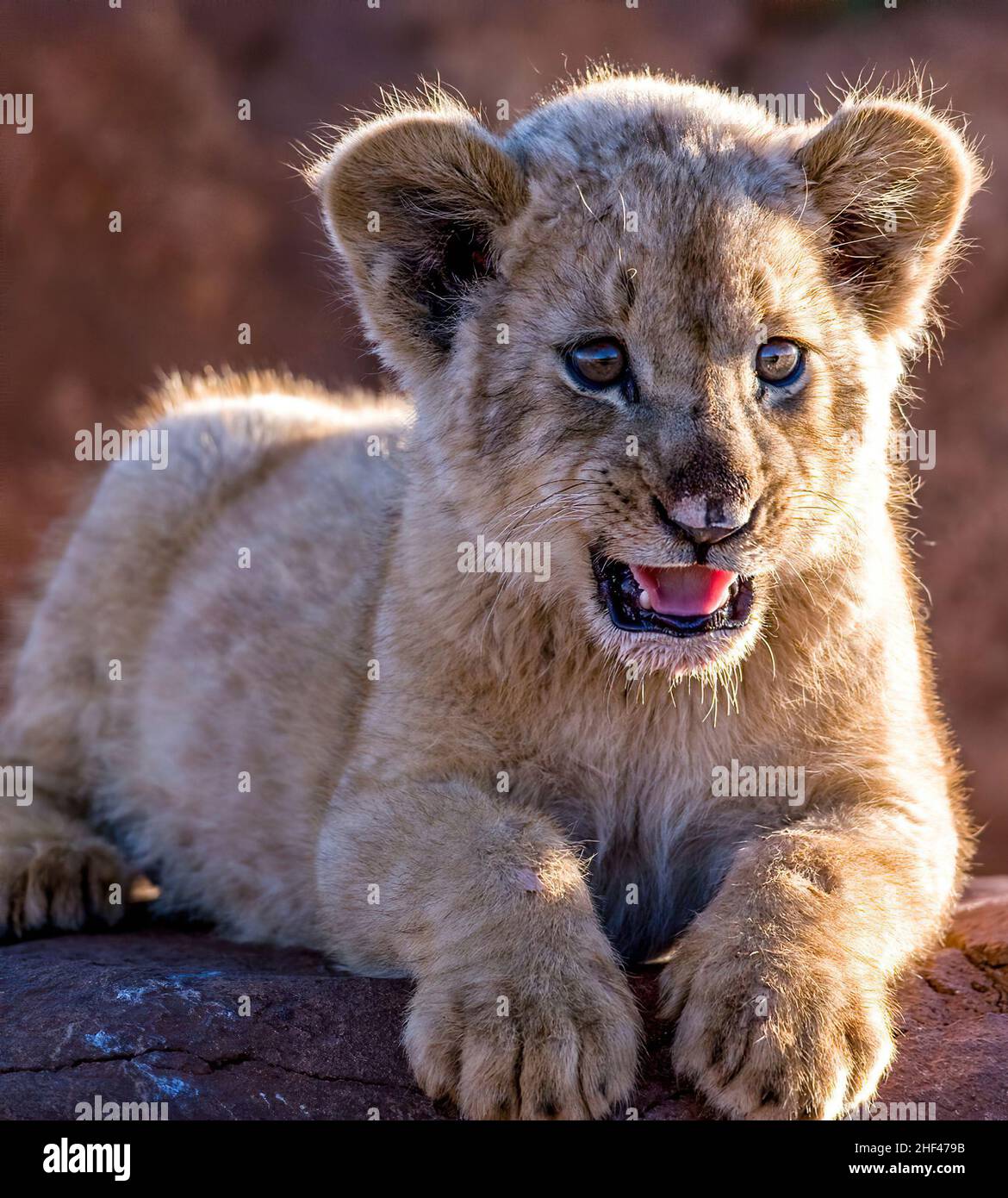 Smiling Baby Lion