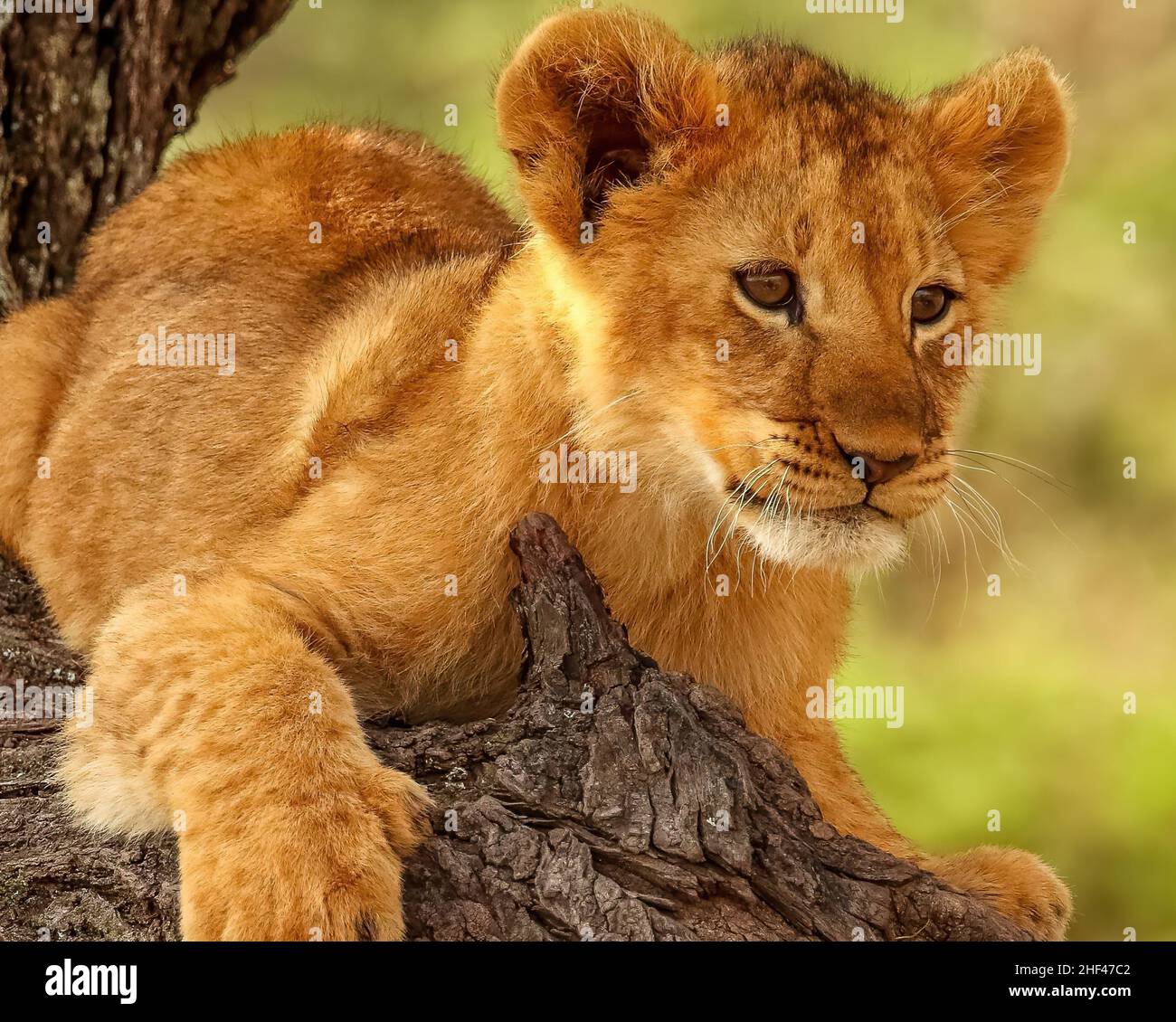 The lion cubs sat on the tree. watching out Stock Photo - Alamy