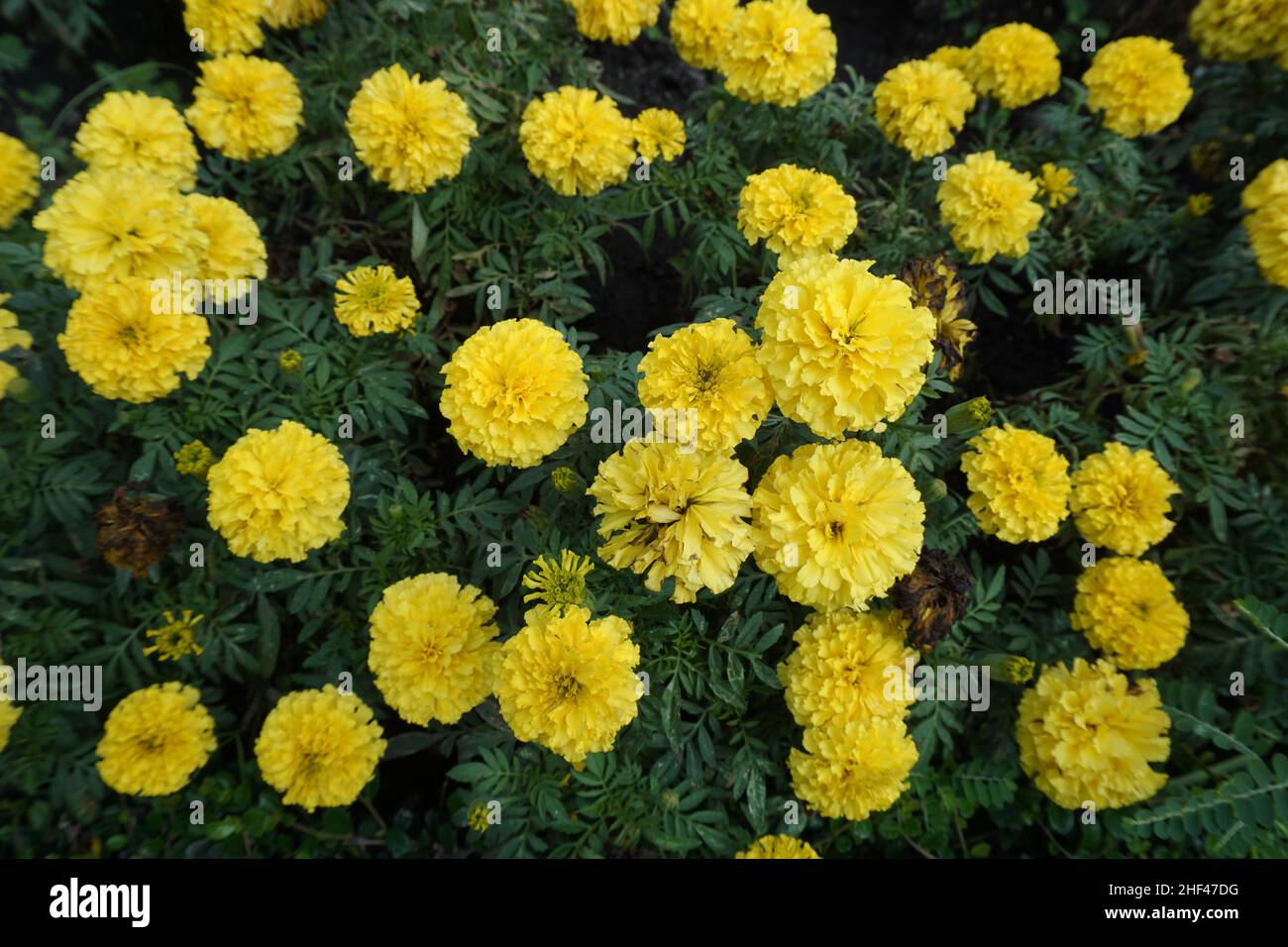 Photograph of colorful marigold leaf flowers in the front yard Stock ...