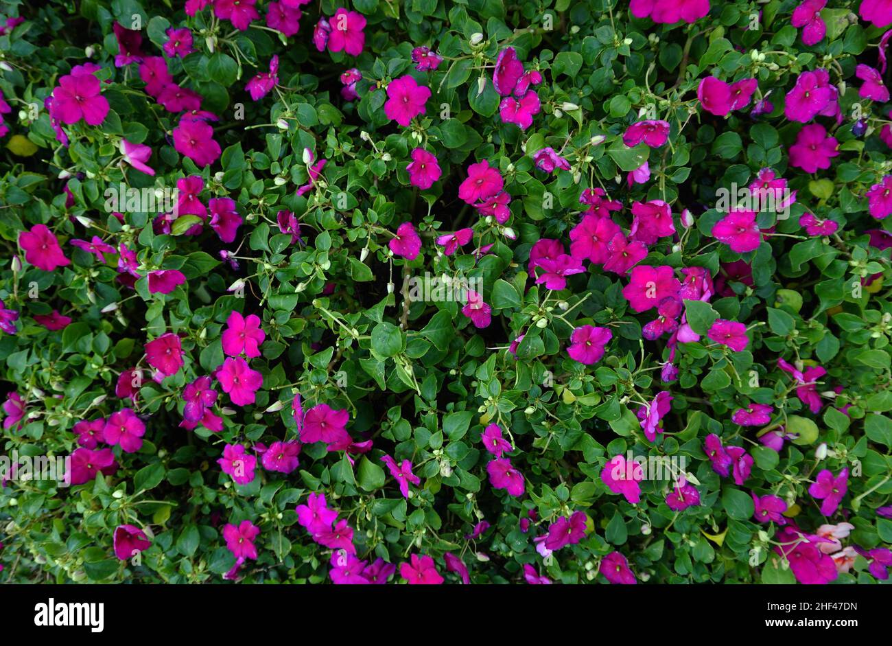 Photograph of colorful flowers in the front yard , landscape , botany ...