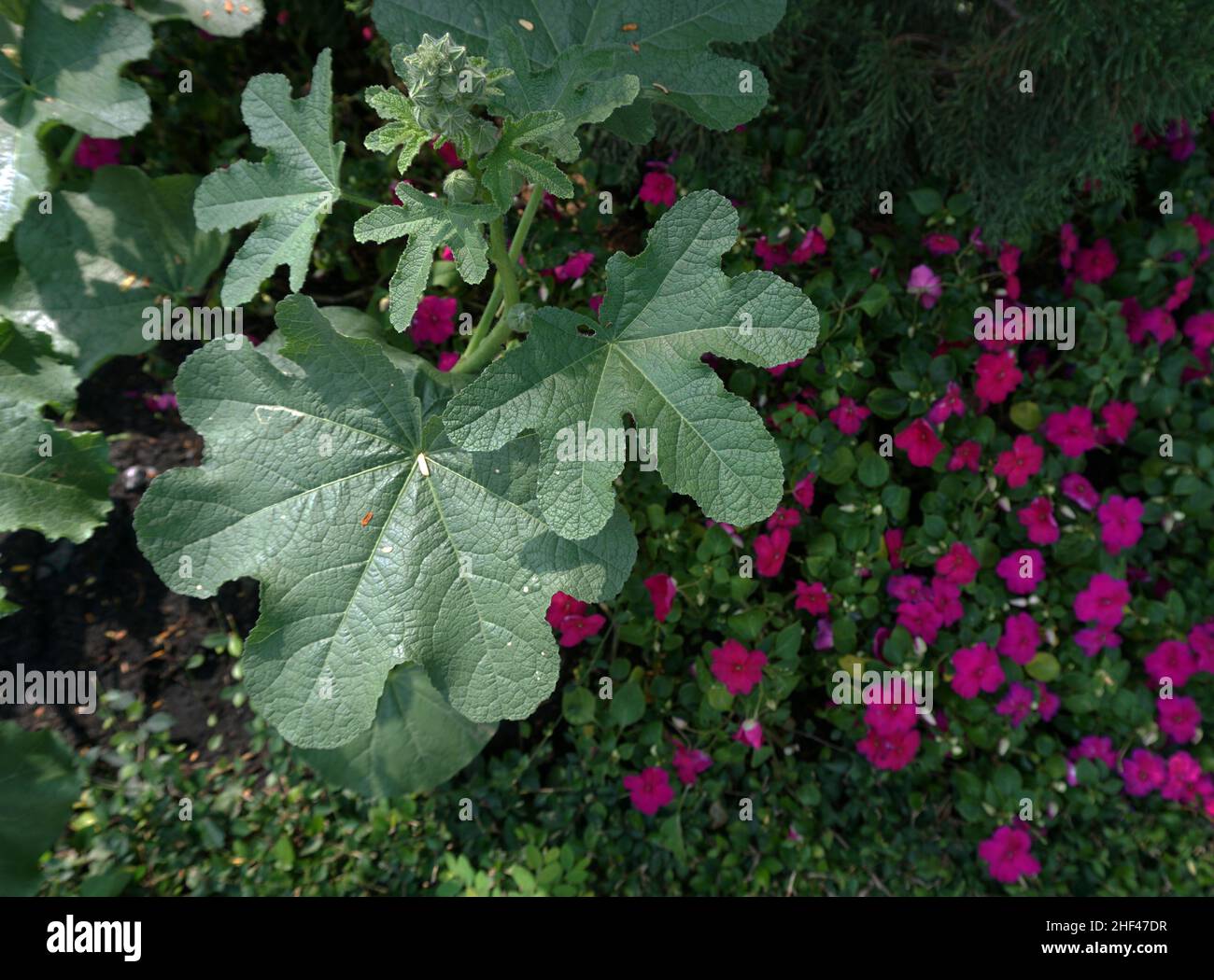 Photograph of colorful flowers in the front yard , landscape , botany ...