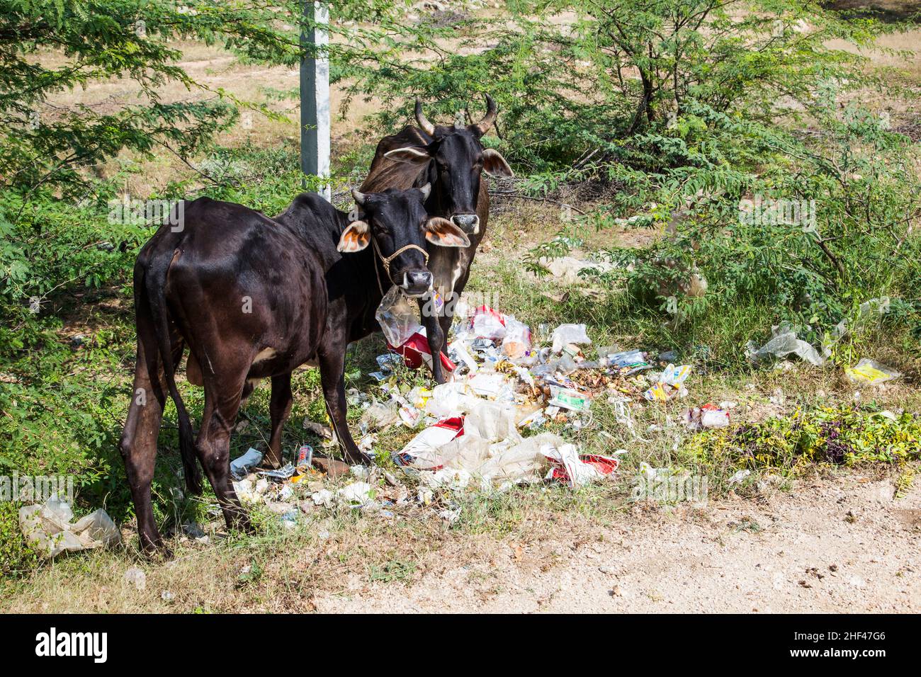 indian cows looking in litter for food Stock Photo - Alamy