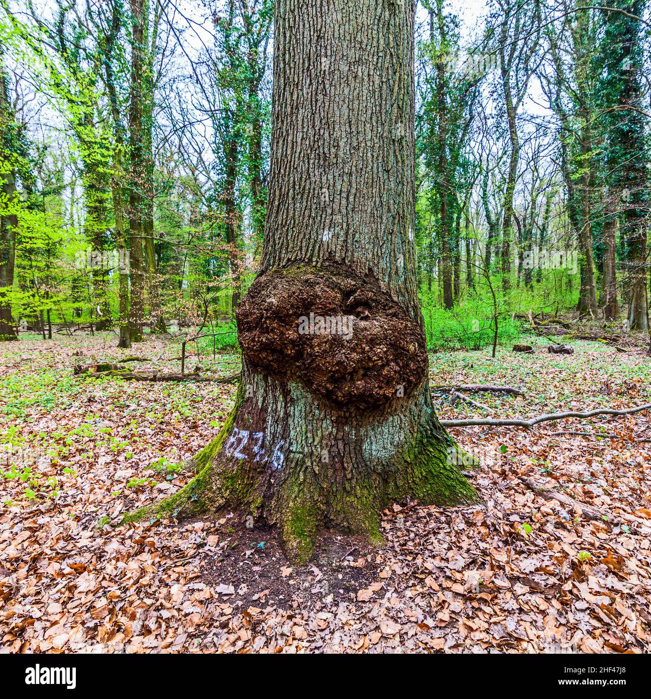 big tree stump in the forest in autumn Stock Photo - Alamy