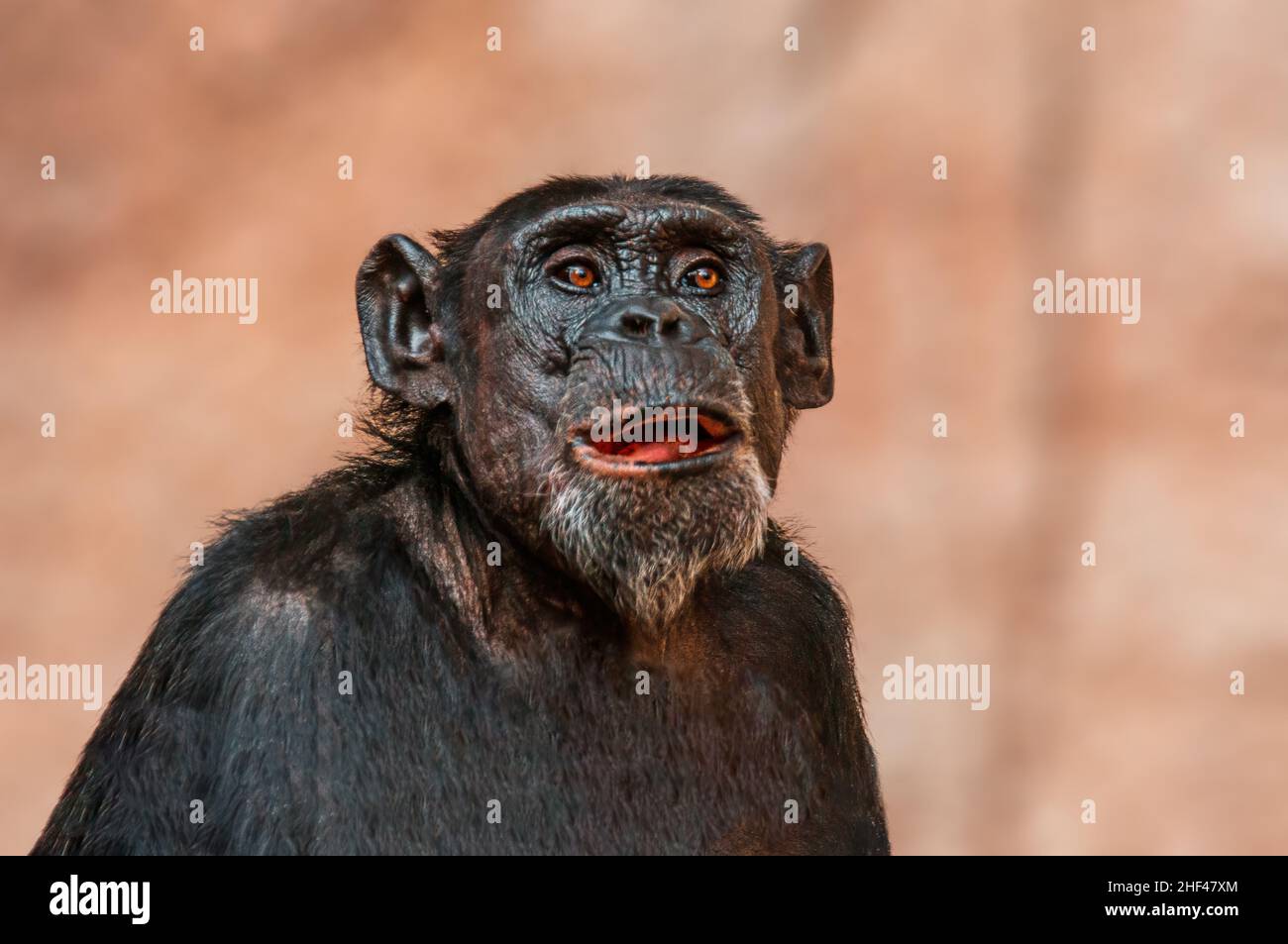 a portrait of a west african chimpanzee Stock Photo - Alamy