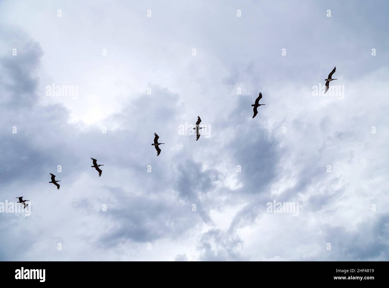 Flying in the rain hi-res stock photography and images - Alamy