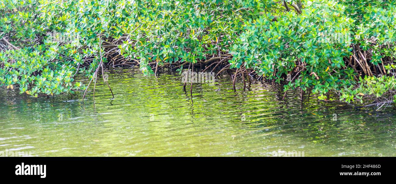 plants grow at the bank of the lake with reflections in the water Stock ...